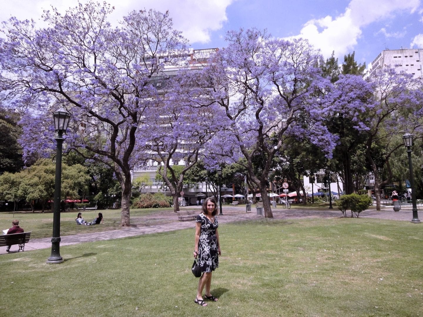 Jacarandá trees in Buenos Aires | Vamos Academy